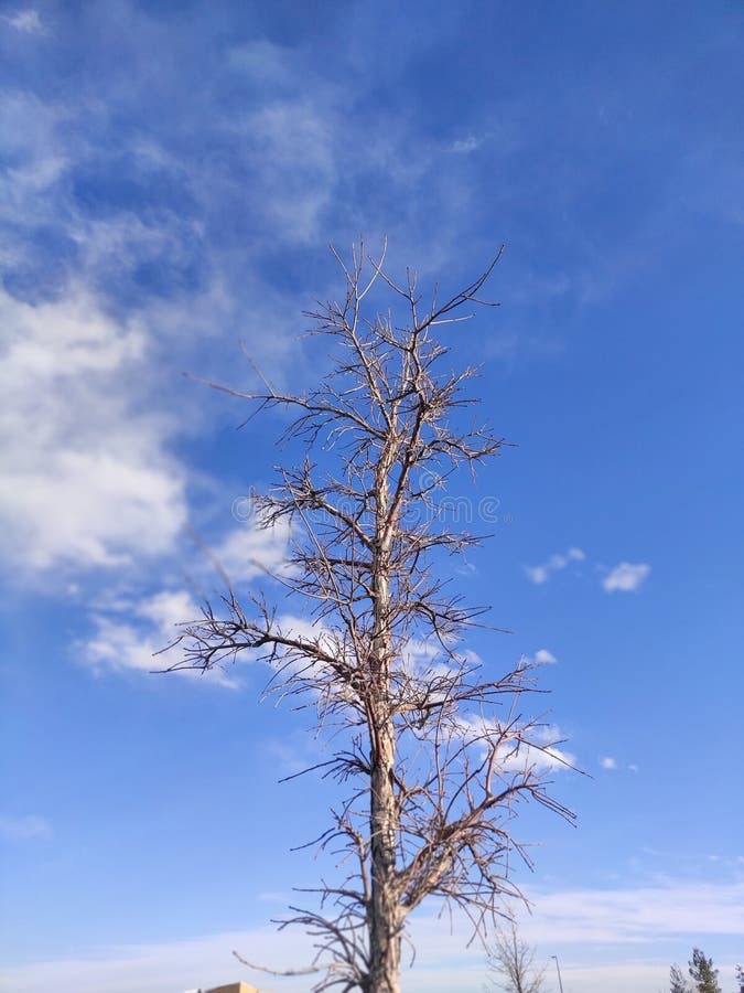 Fall Barren Tree in Clear Blue Skies Stock Image - Image of plant ...