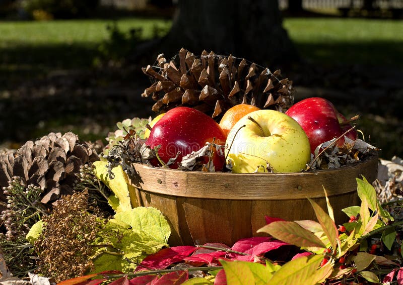Fall Basket of Apples stock image. Image of food, outdoors - 21949393