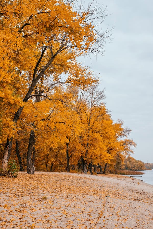 Fall beach of the river stock photo. Image of fall, environment - 130179126
