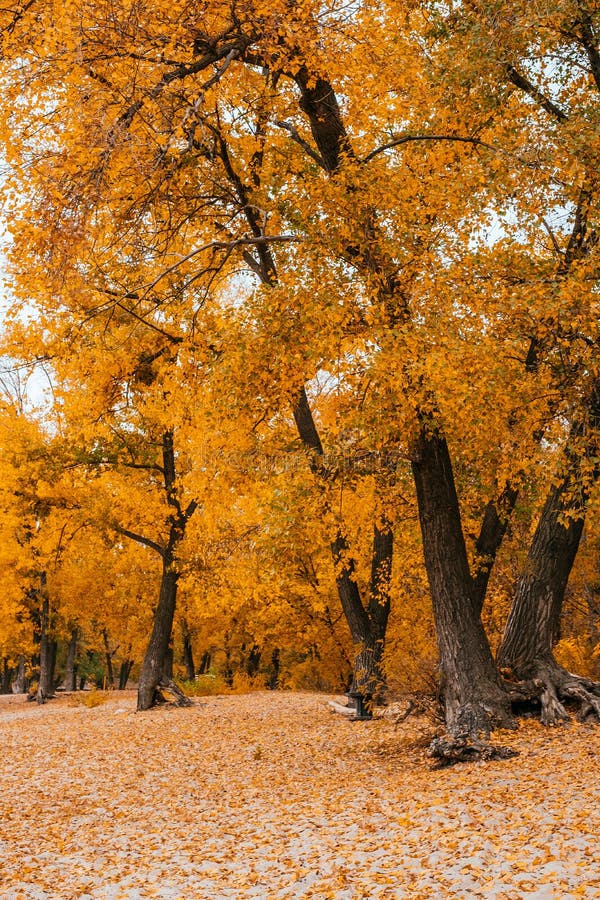 Fall beach of the river stock image. Image of green - 131144527