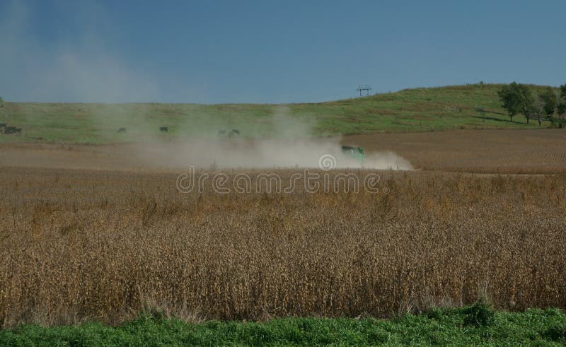 Fall Bean Harvest stock image. Image of harvestn, harvest - 122856523