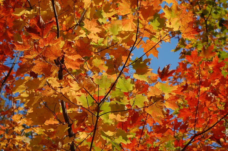 Fall beautiful leaves stock photo. Image of woods, yellow - 3371800