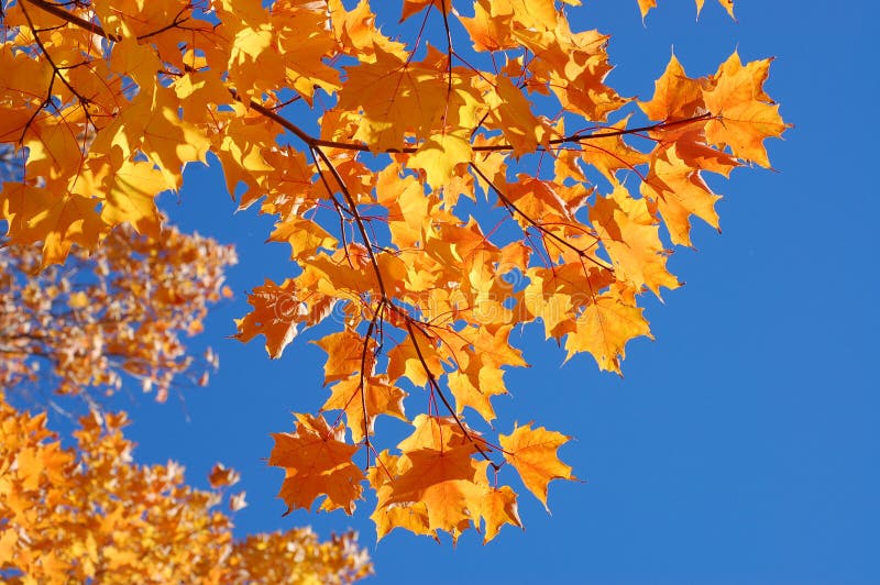 Fall beautiful leaves stock image. Image of thanksgiving - 3443359