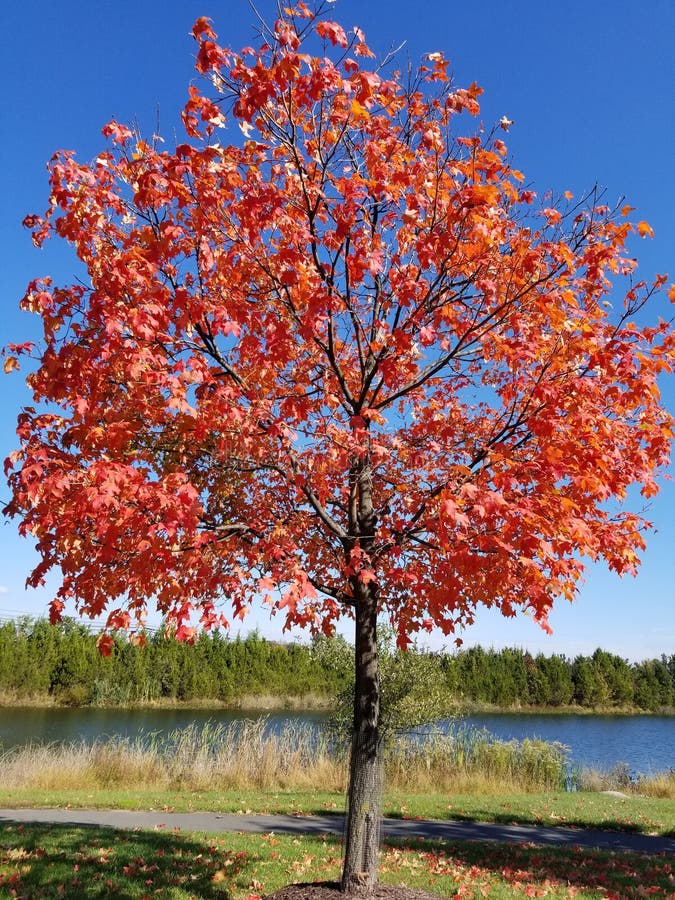 Fall Beauty stock image. Image of shrub, turning, beautiful - 102764093