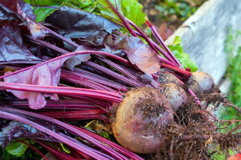 Beets (4) stock photo. Image of nourishment, vegetable - 59737348