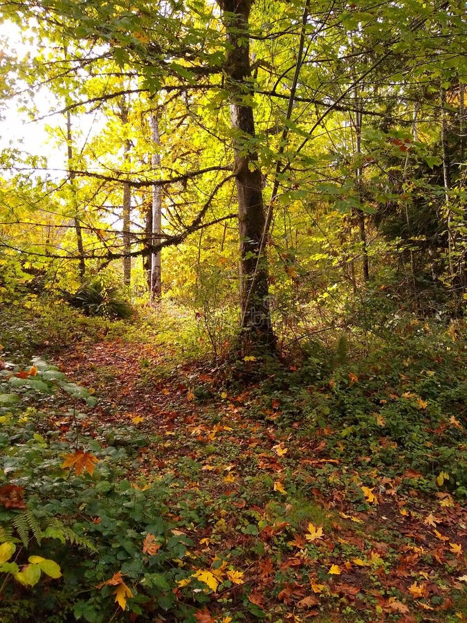 Fall beginning of stock image. Image of fall, bright - 232712059