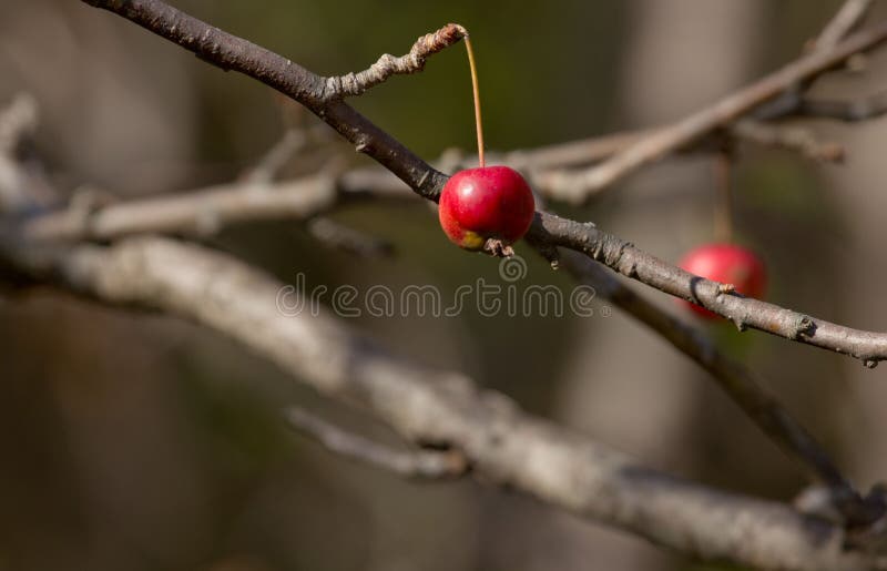 Fall Berries stock photo. Image of closeup, tree, berry - 21900808