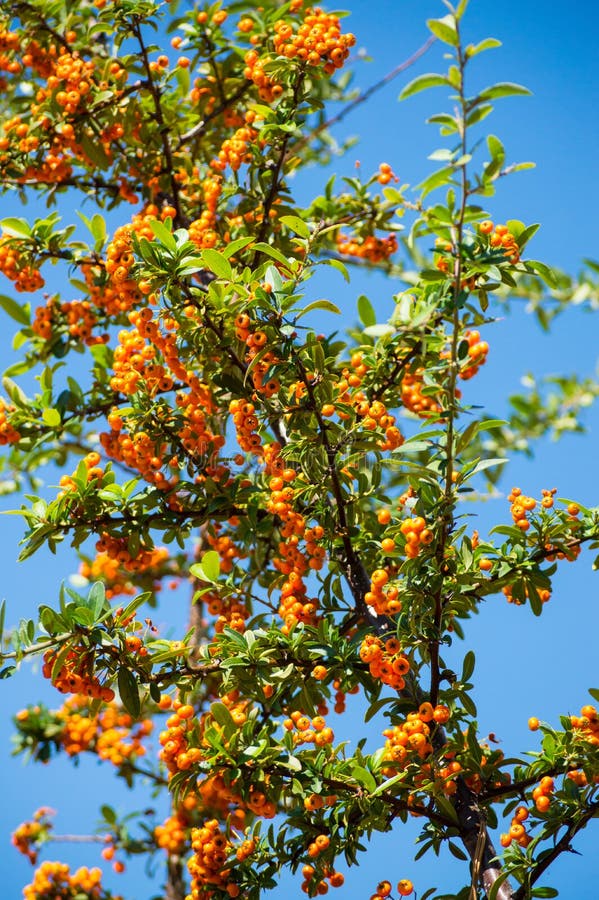 Fall Berries stock photo. Image of desert, flora, green - 76811664