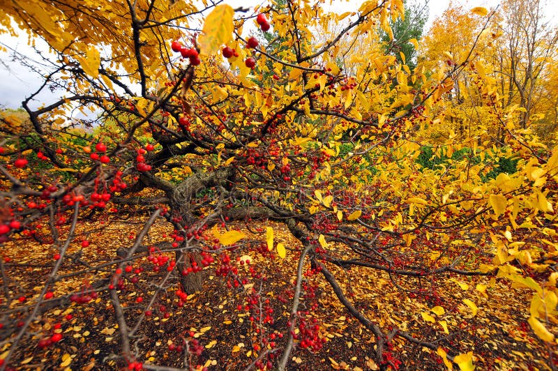 Fall berries stock image. Image of canada, grain, foliage - 123941411