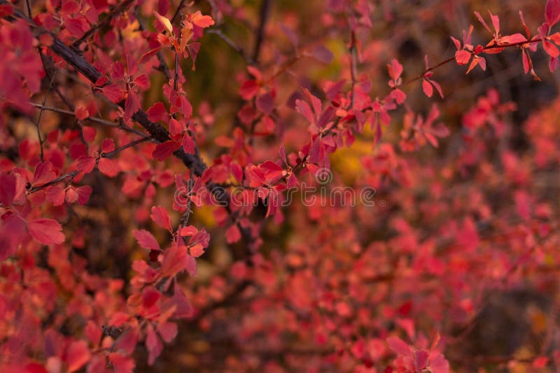 Fall Berry Shrub with Bright Red Foliage in the Forest Stock Photo ...