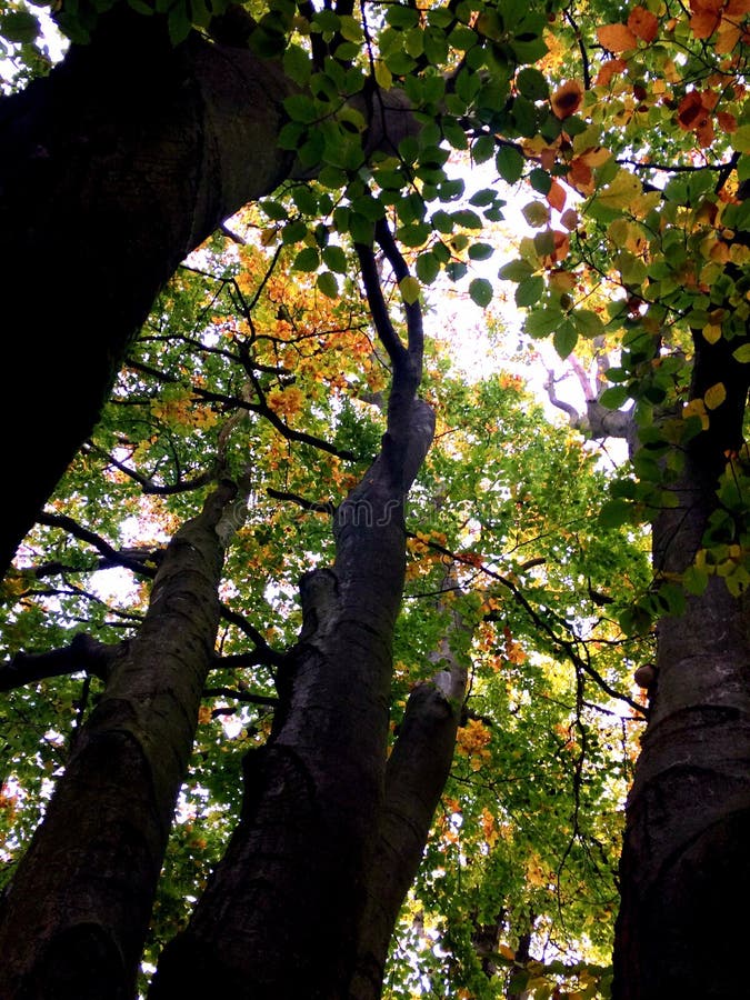 Fall stock photo. Image of colours, orange, amazing, fall - 80069444