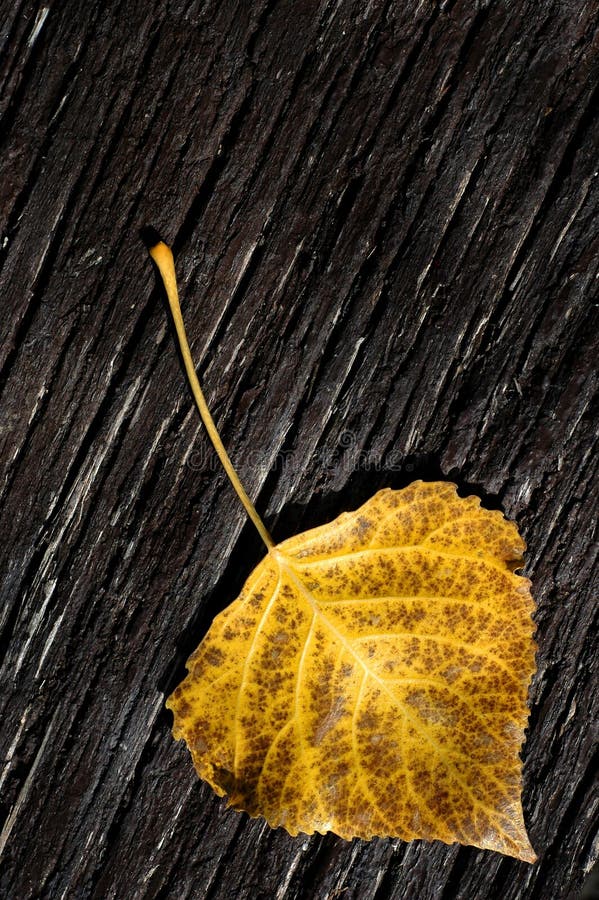Autumn Birch Leaves With Blurred Fall Colors Stock Photo - Image of september, birch: 1165456