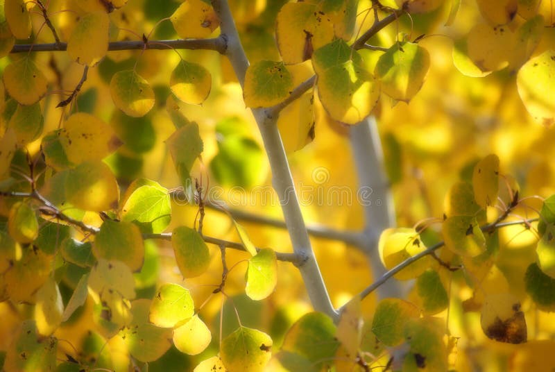 Autumn Birch Leaves with Blurred Fall Colors Stock Photo - Image of ...