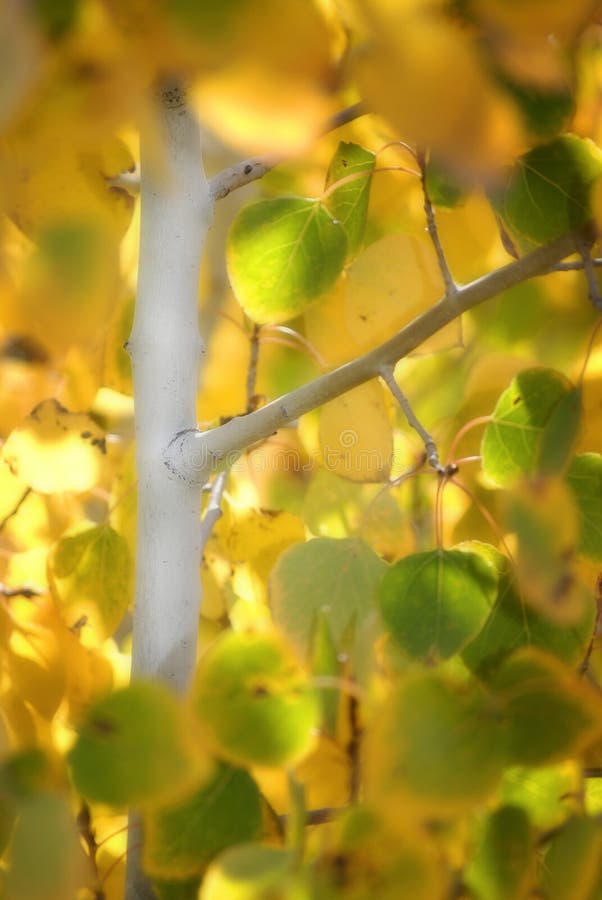 Autumn Birch Leaves with Blurred Fall Colors Stock Photo - Image of ...