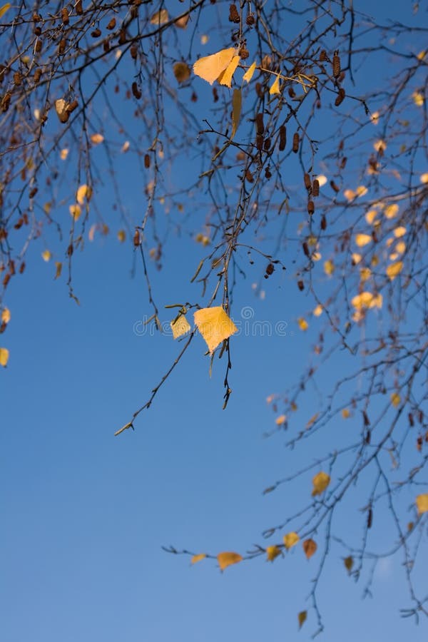 Fall birch tree leaves stock image. Image of foliage - 11802577
