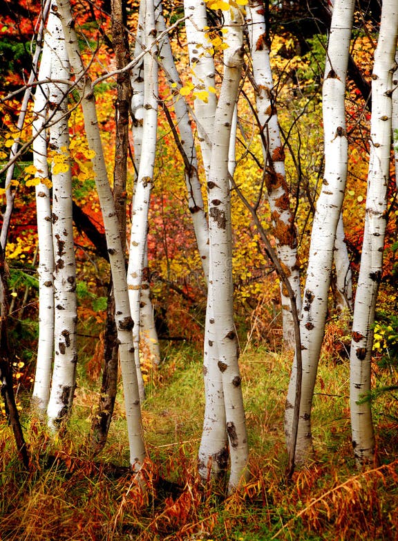 Fall Birch Trees stock photo. Image of growing, nature - 22315680