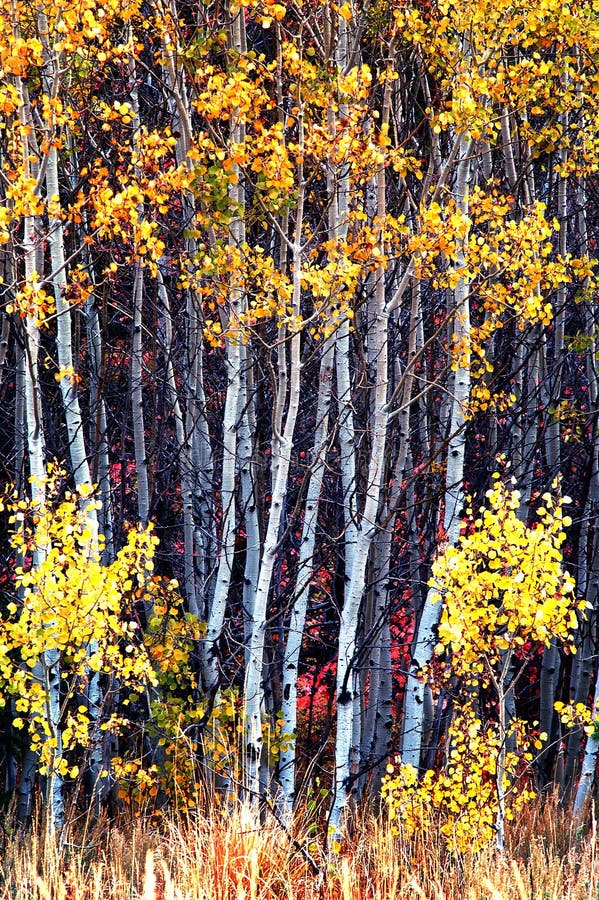 Fall Birch Trees with Autumn Leaves in Background Stock Image - Image ...