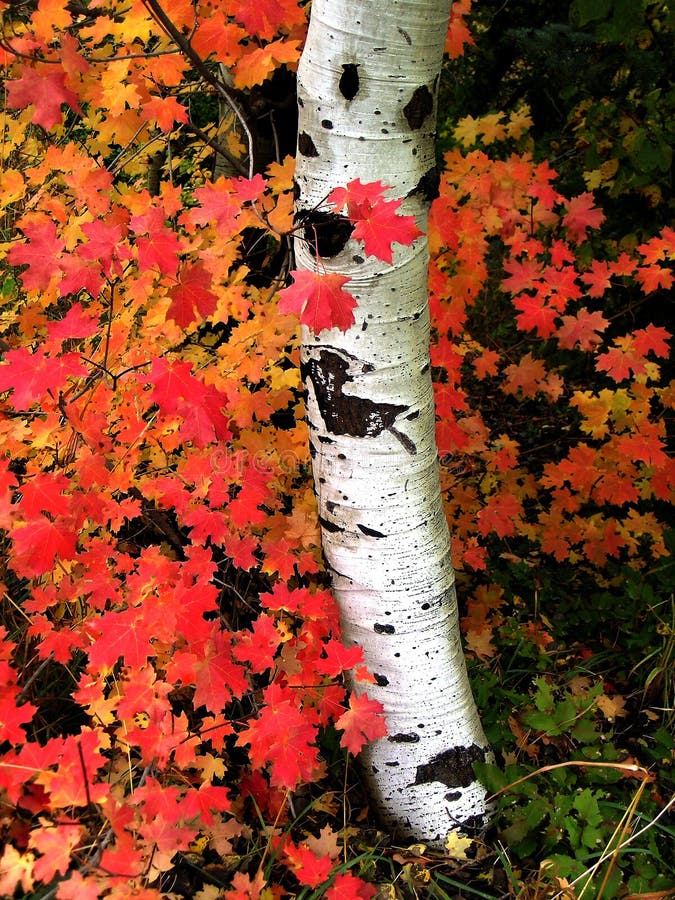 Fall Birch Trees with Autumn Leaves in Background Stock Image - Image ...