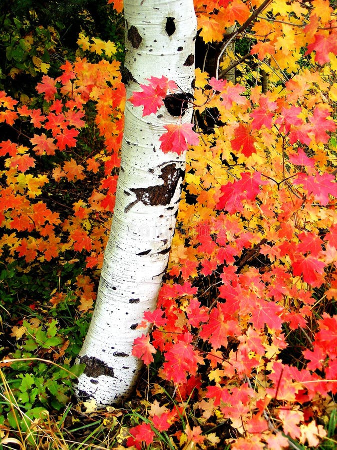 Fall Birch Trees stock photo. Image of growing, nature - 22315680