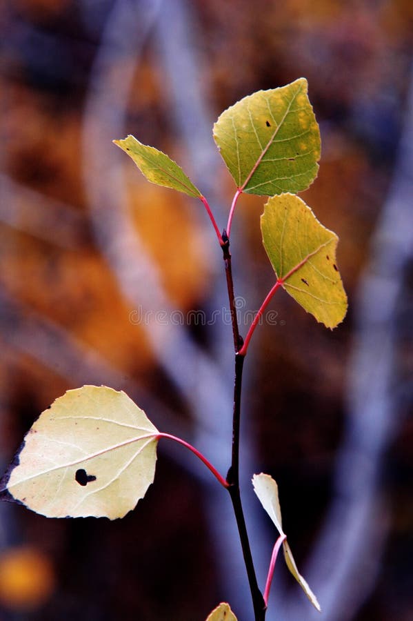 Fall Birch Trees with Autumn Leaves in Background Stock Image - Image ...