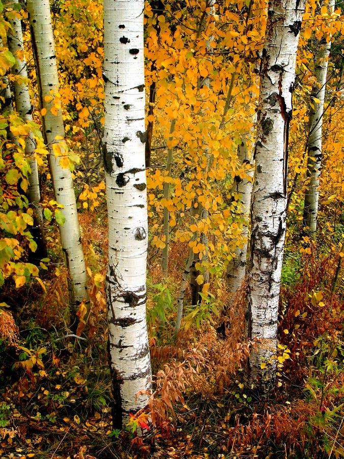 Birkenbaum stockfoto. Bild von birke, zweig, landschaft - 3145336