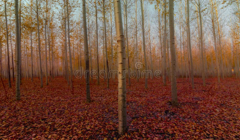 Fall at Boardman Tree Farm stock photo. Image of chill - 159299090