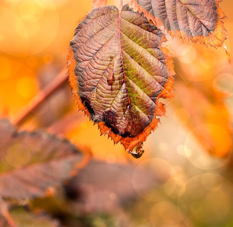 Fall bokeh stock photo. Image of scene, plant, fall, beauty - 20767016