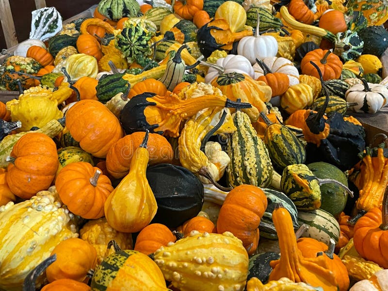 Fall Bounty stock photo. Image of colors, fall, minipumpkins - 268229152