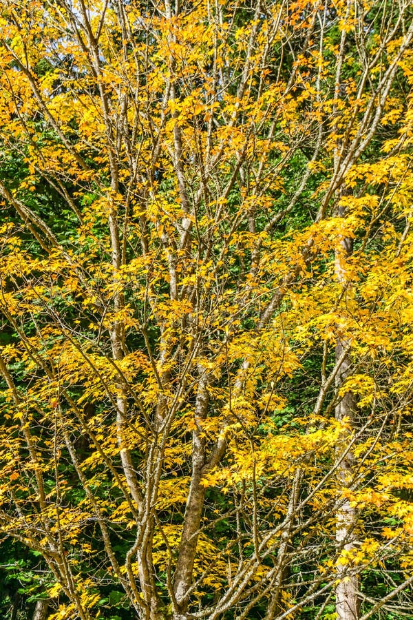 Fall Branches Background stock image. Image of leaves - 232776909