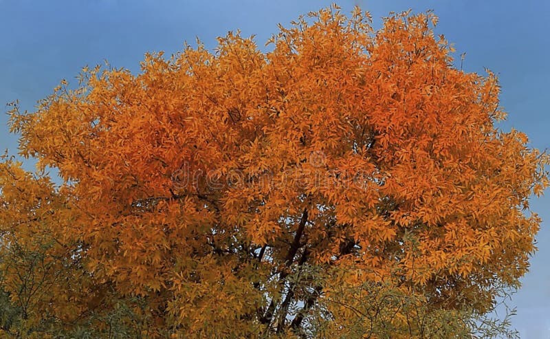 Fall Orange Burst stock image. Image of beauty, blue - 213850735