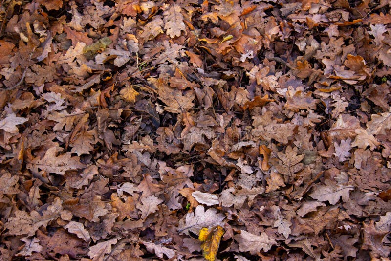 Fall brown leaves stock image. Image of leaves, soil - 265594441