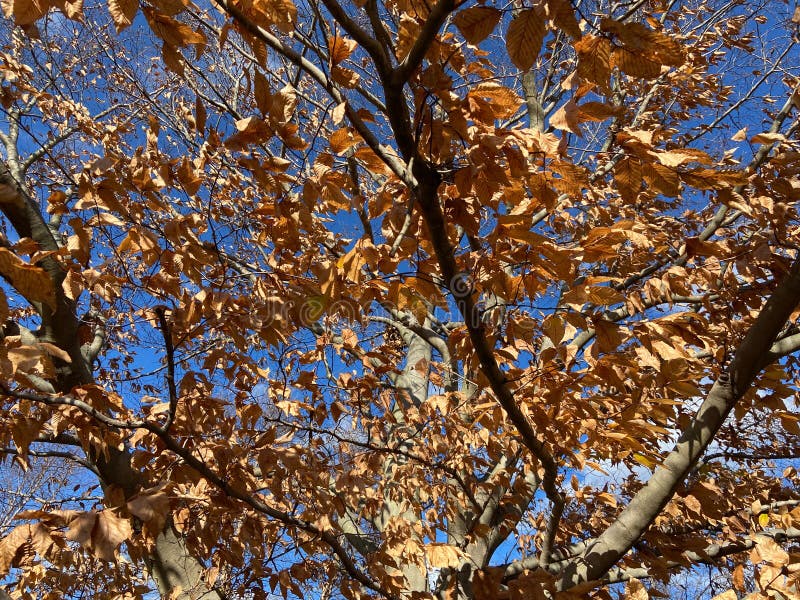 Fall Brown Leaves and Tree with Blue Sky in November Stock Photo ...