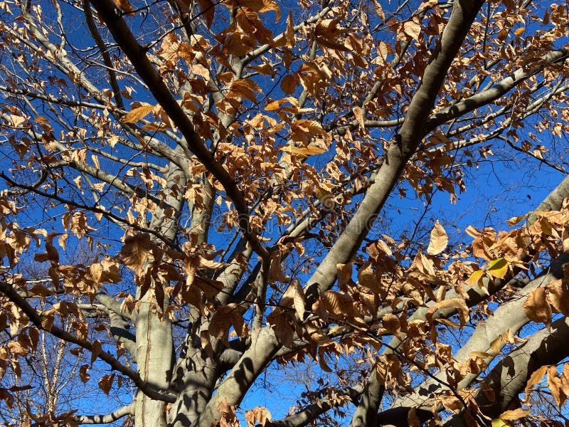 Fall Brown Leaves and Tree with Pretty Blue Sky in November Stock Image ...