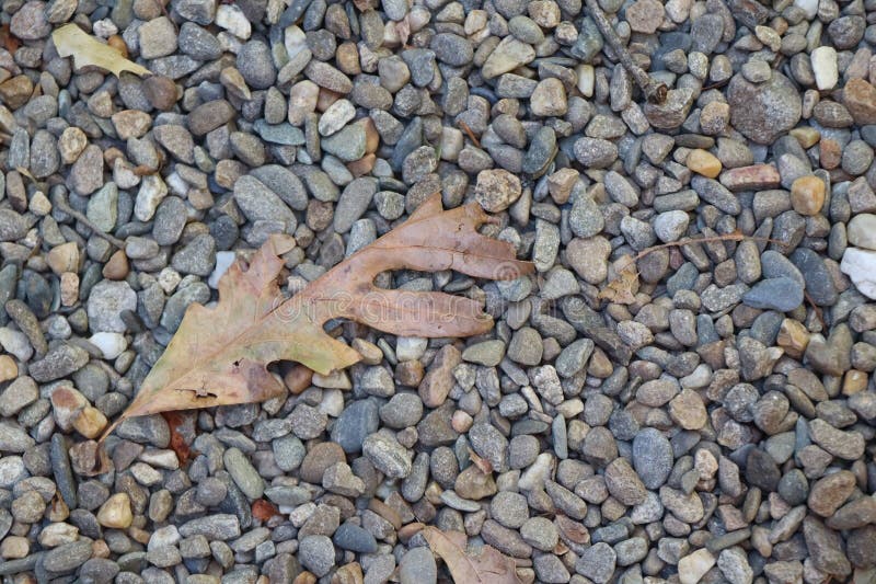 Fall Brown Oak Leaf on Gray Pebbles Stock Photo - Image of wall ...