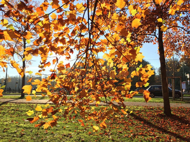 Fall in Brussels stock photo. Image of fall, sunny, yellow - 67009384