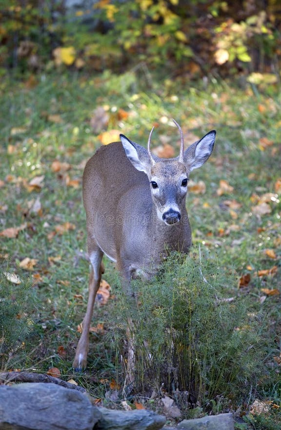 Fall buck stock image. Image of male, green, forest, mammal - 6978157
