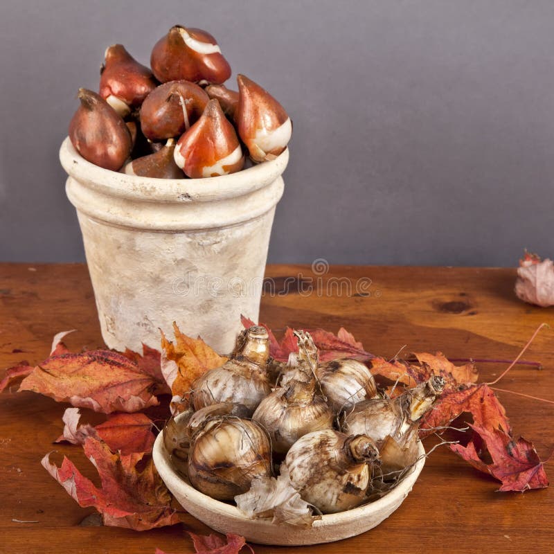 Fall Bulbs stock photo. Image of summer, garden, gardening - 26253584