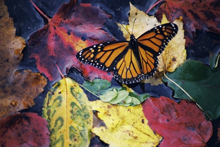 Fall Butterfly stock photo. Image of leaves, fall, color - 14045994
