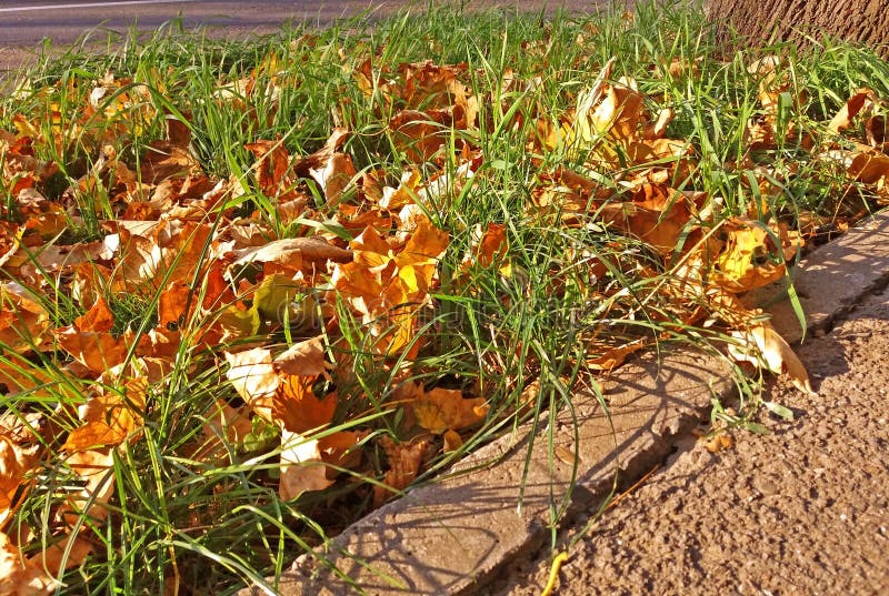 The Fall Came, the Leaves Fall into the Green Grass Stock Photo - Image ...