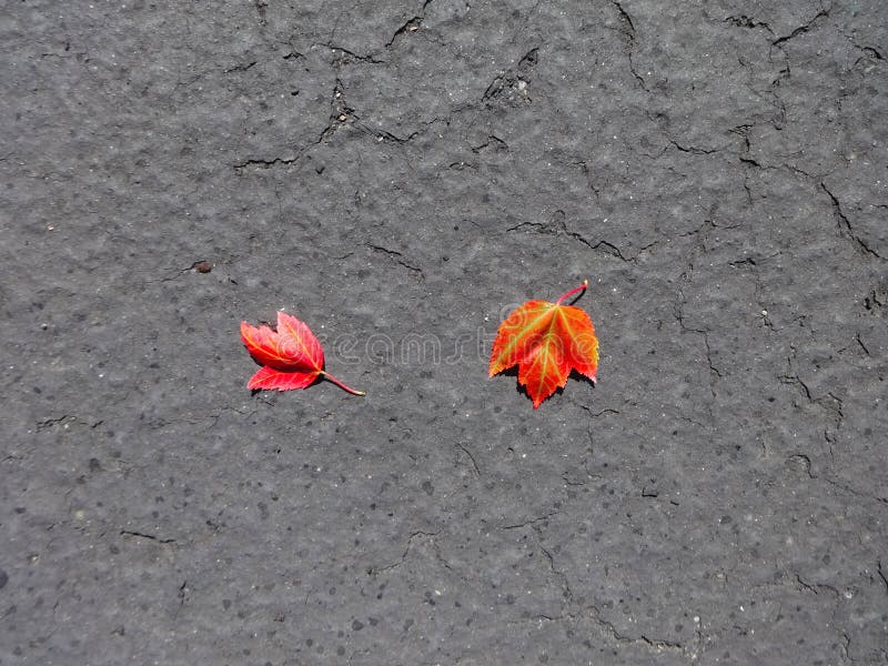 Fall Came Quietly on Asphalt Pavement Stock Photo - Image of november ...