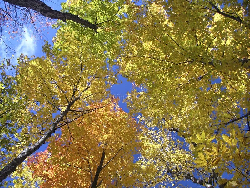 Fall canopy stock photo. Image of fall, forest, tree, canada - 197038