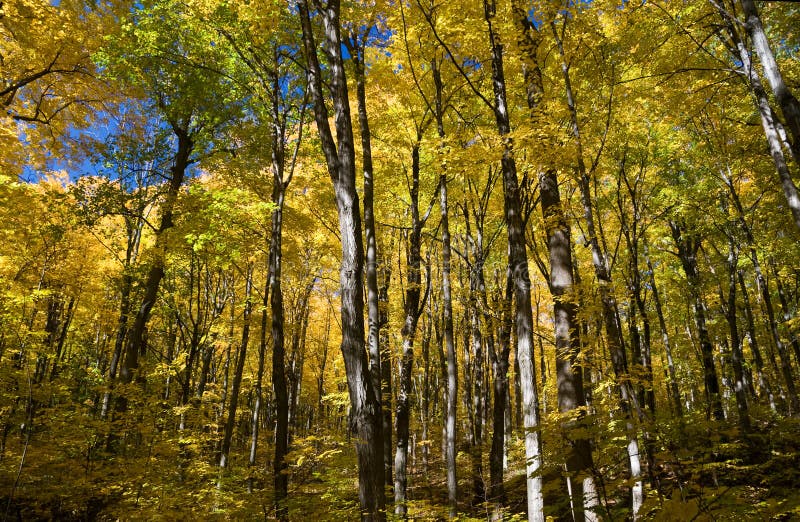 Fall Canopy stock image. Image of autumn, foliage, leaves - 3434257