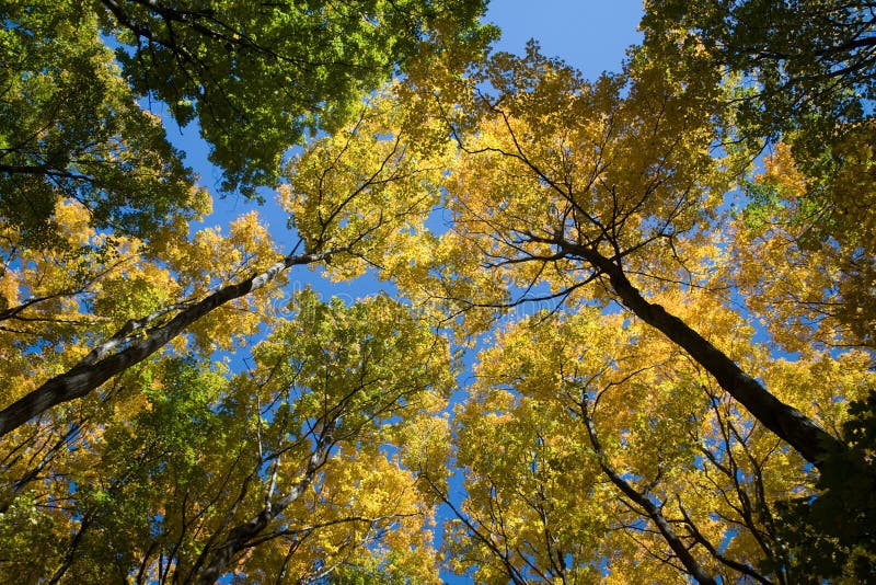 Fall Canopy stock photo. Image of autumn, nature, fall - 3434298