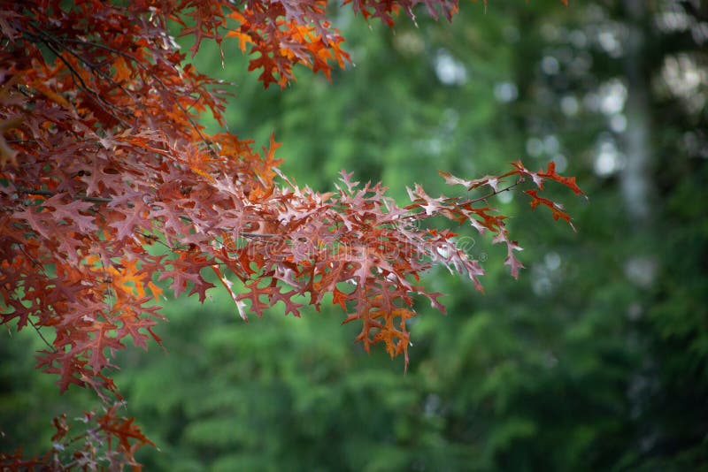 Fall canopy - oak stock photo. Image of explore, fall - 178014654