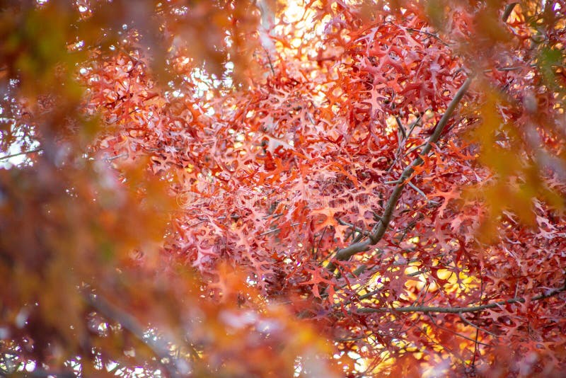 Fall canopy - oak stock image. Image of landscape, outdoors - 178014565