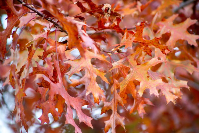 Fall canopy - oak stock photo. Image of hiking, aspen - 178014578