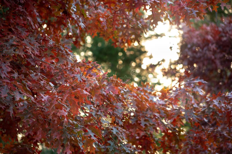 Fall canopy - oak stock image. Image of explore, aspen - 178014587