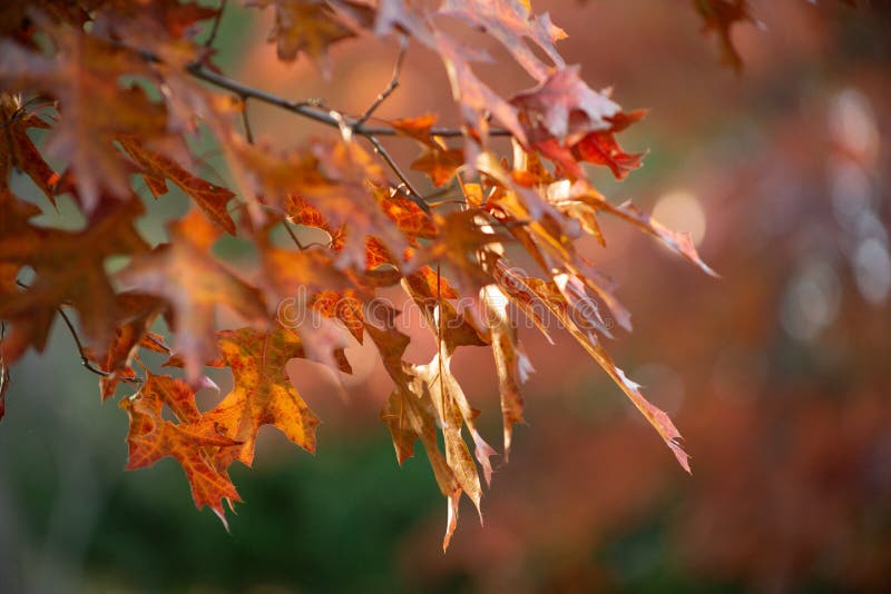 Fall canopy - oak stock photo. Image of hiking, birch - 178014590