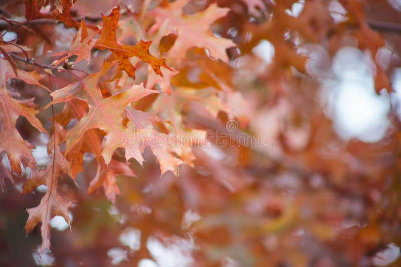 Fall canopy - oak stock image. Image of leaves, leaf - 178014621