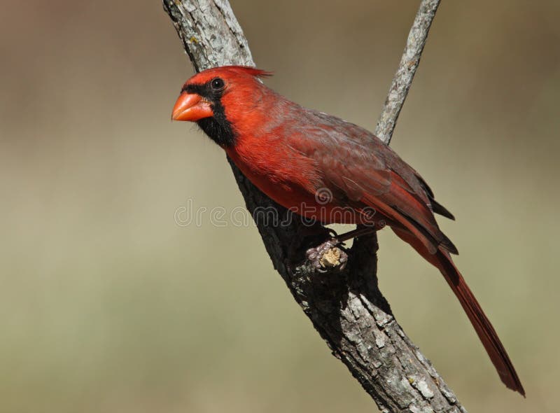Fall Cardinal stock image. Image of wildlife, black, animals - 3454213